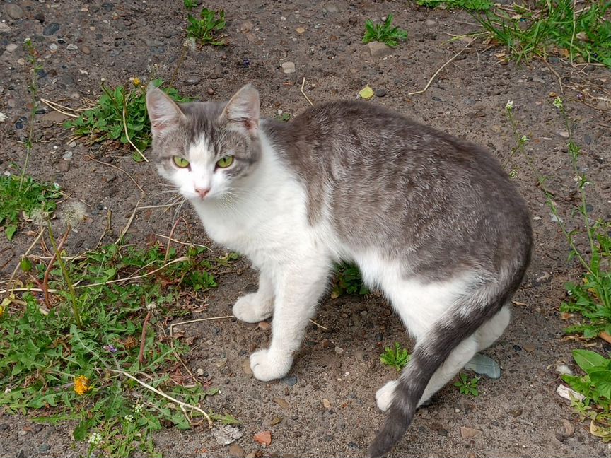 Зеленоглазый мальчик-красавчик живет один на улице