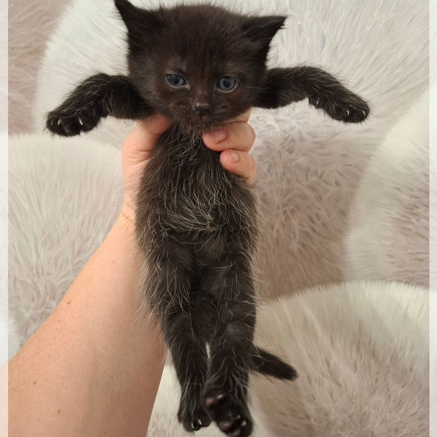 Котёнок в добрые руки