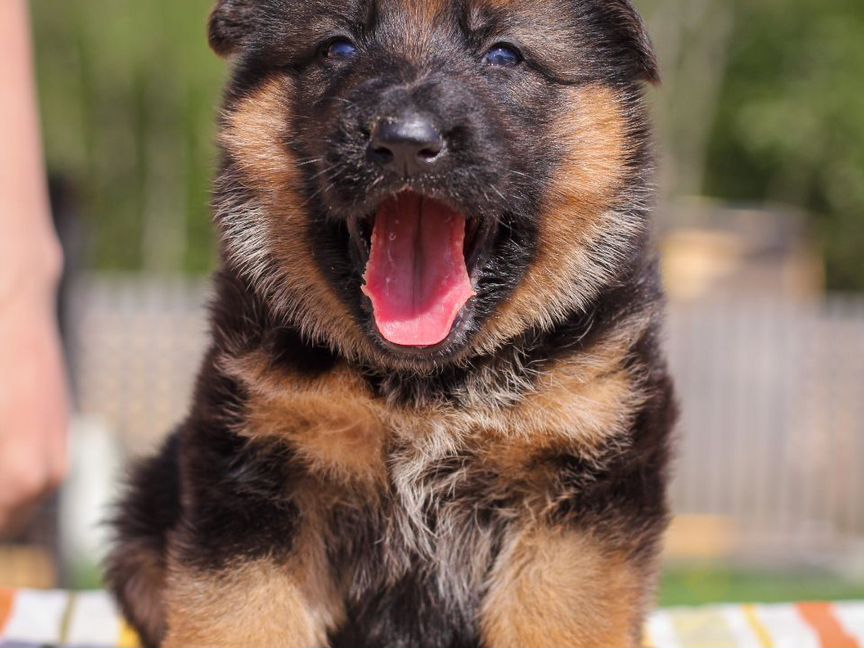 Немецкая овчарка щенки