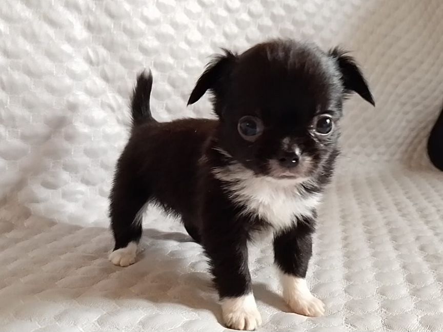 Щеночки чихуахуа