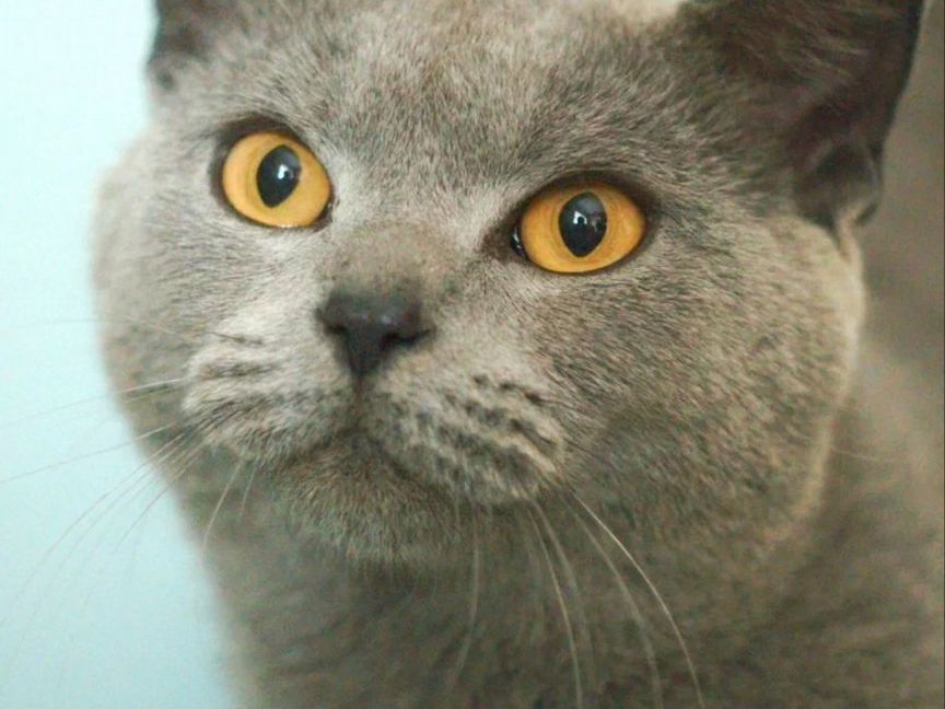 Британская Бритни