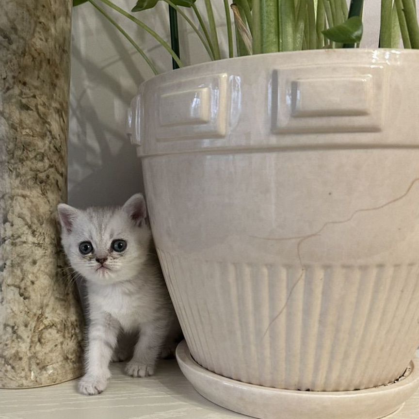 Шотландский прямоухий короткошёрстный котёнок