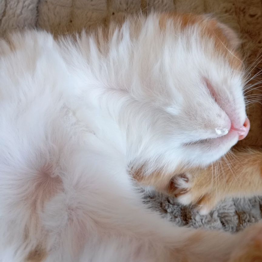 Котята в добрые руки бесплатно маленькие