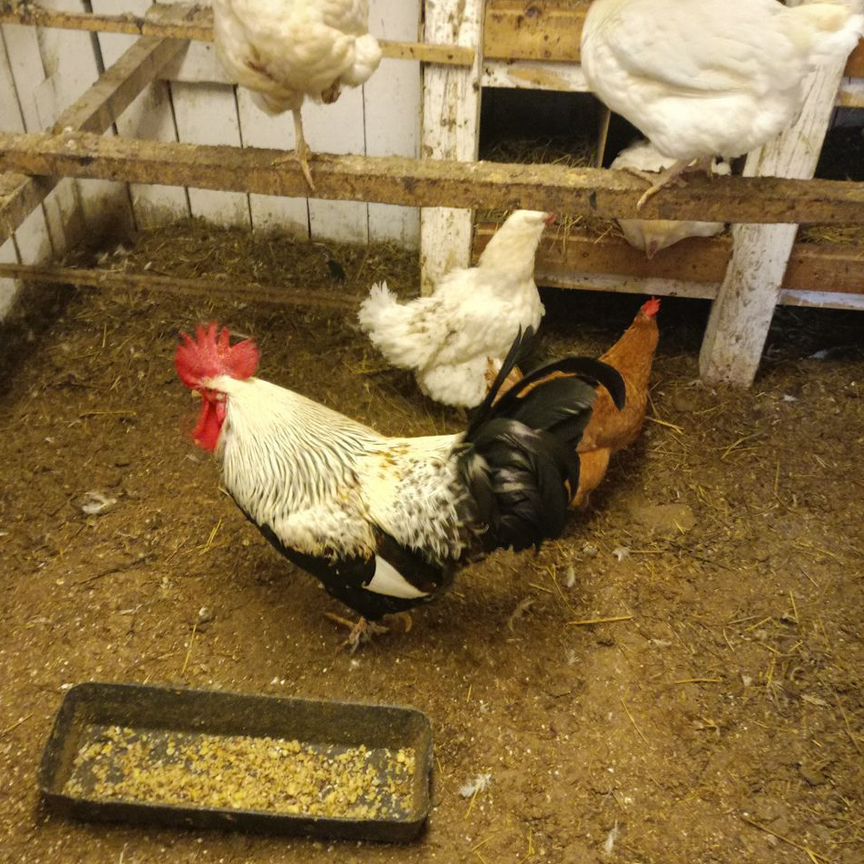 Куры петухи