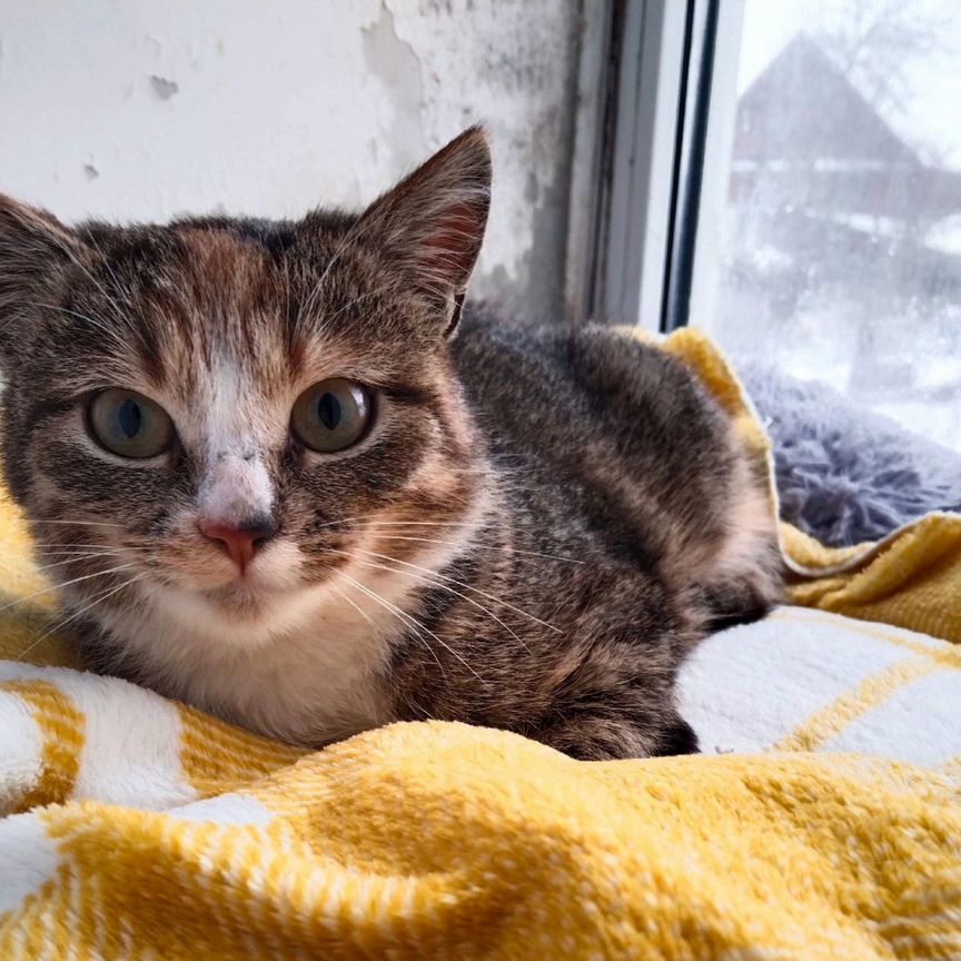 Котенок в добрые руки