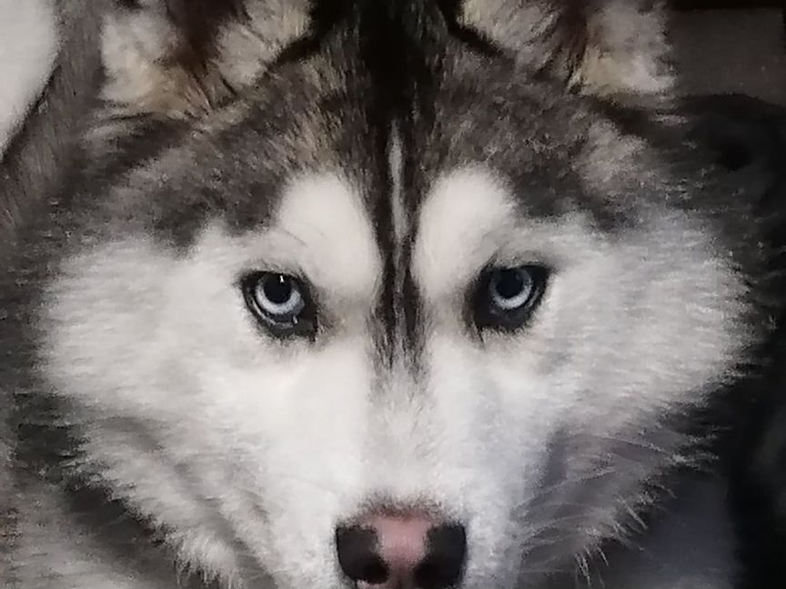 Кобель на племя порода хаски 1 Год