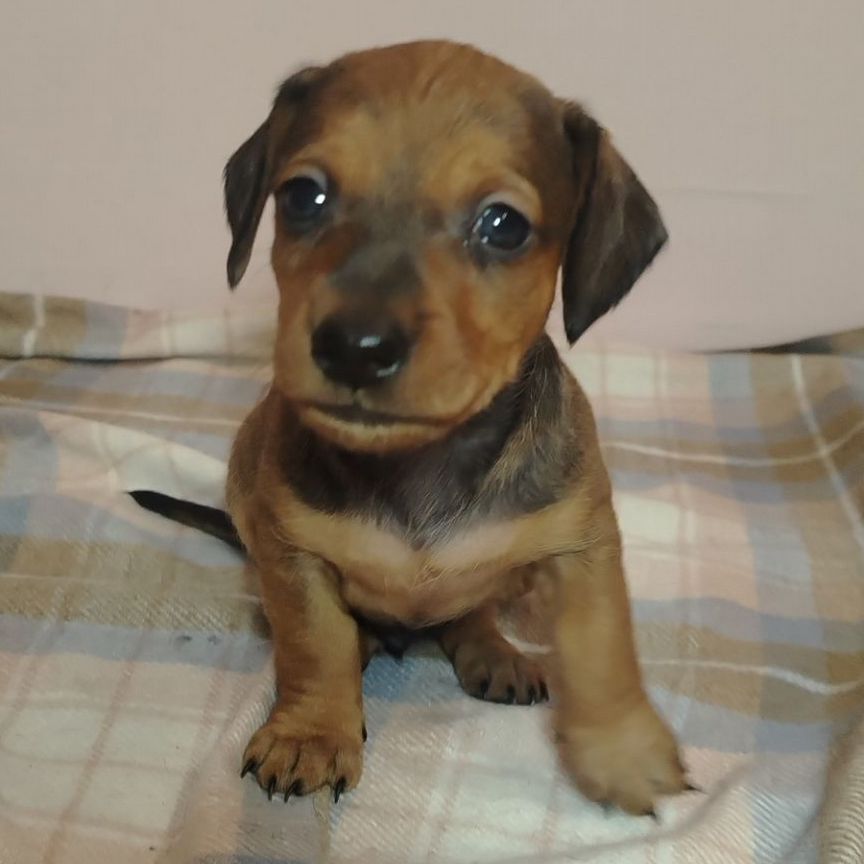 Такса, щенок