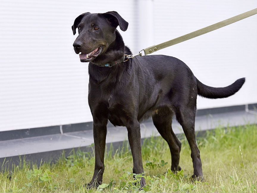 Найда, лабрадористая красотка