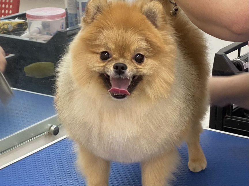 Померанский шпиц