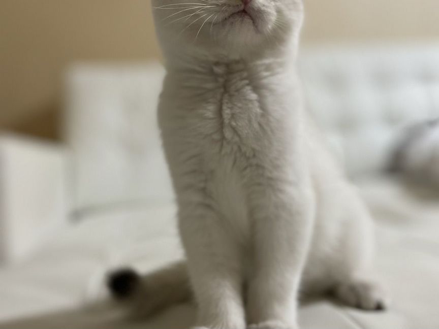 Шотландская (Скоттиш Страйт)
