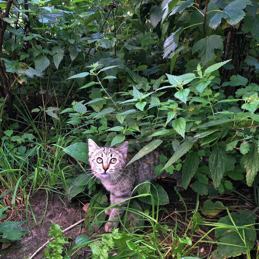 Котенок Евгеша