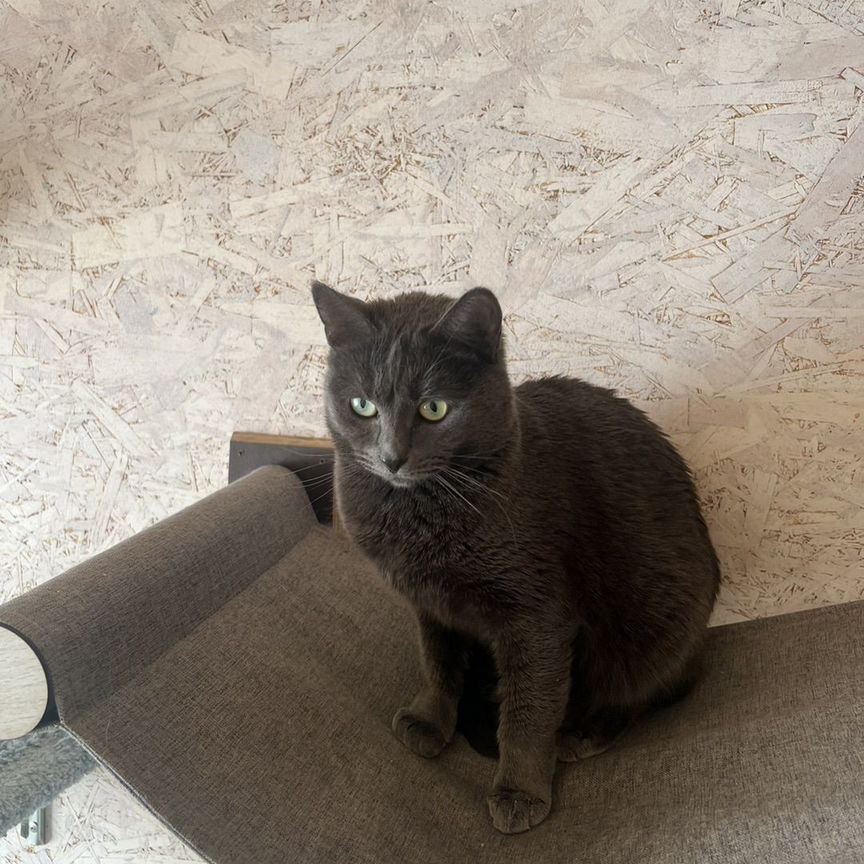 Голубая кошка