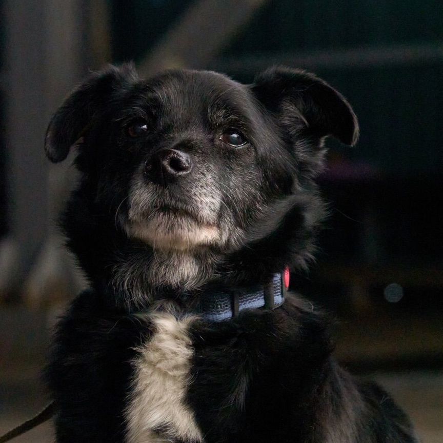 Маленькая собака для пенсионера