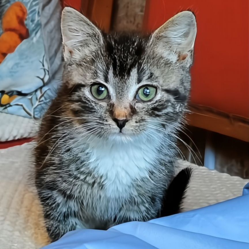 Котёнок в добрые руки