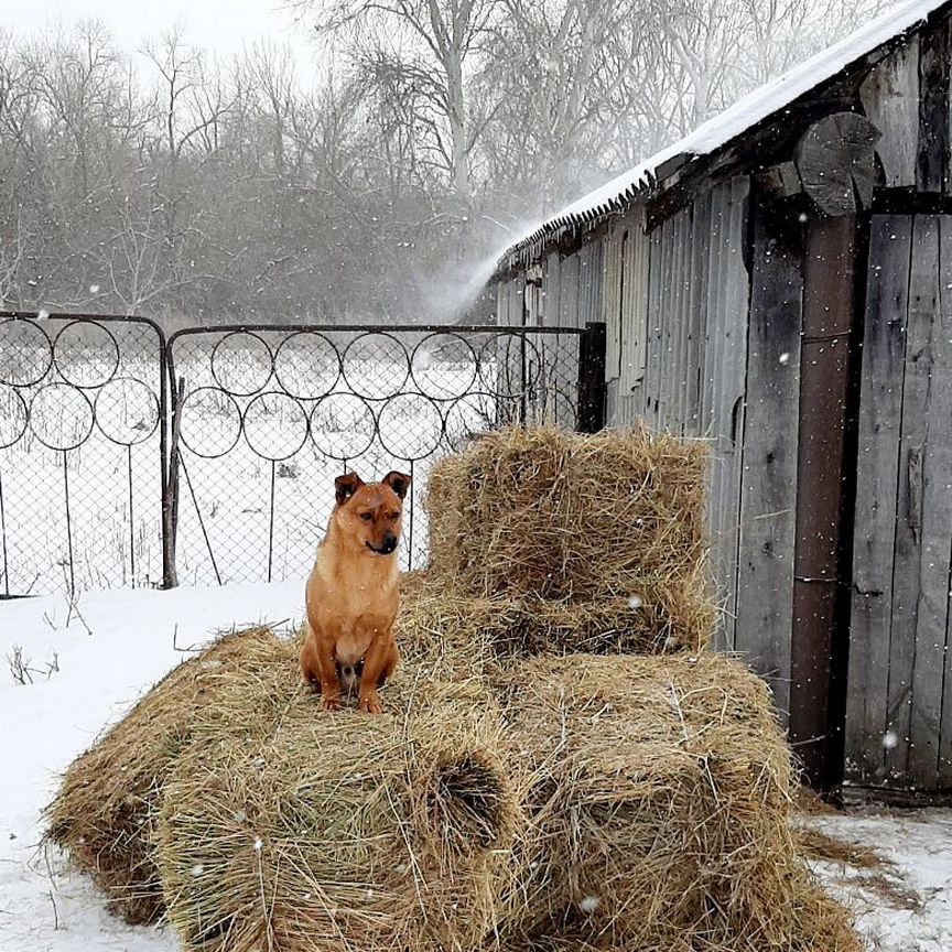 Продаю сено в кипах