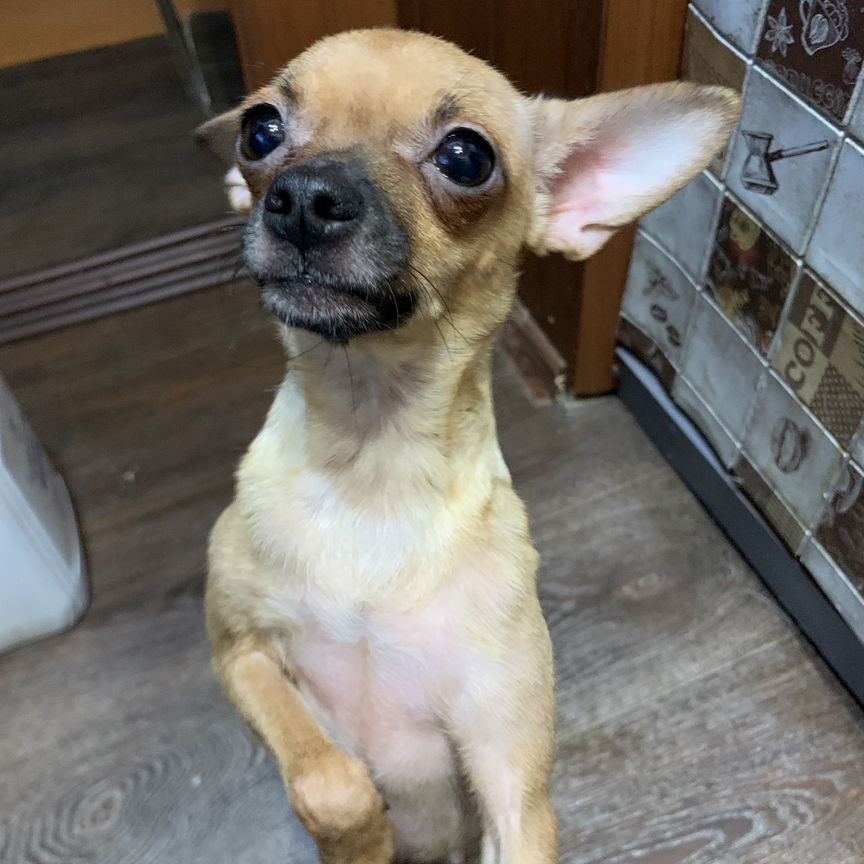 Русский той-терьер, взрослая собака