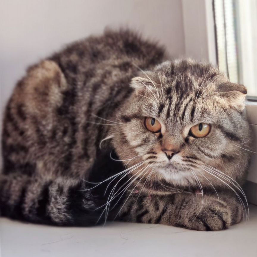 Шотландский вислоухий короткошёрстный котёнок