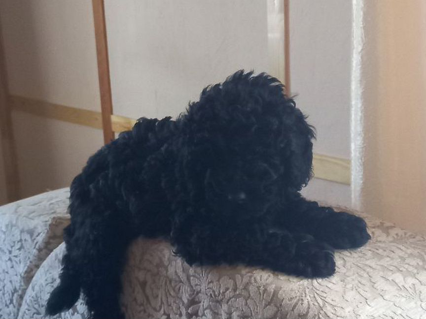 Щенки карликового пуделя