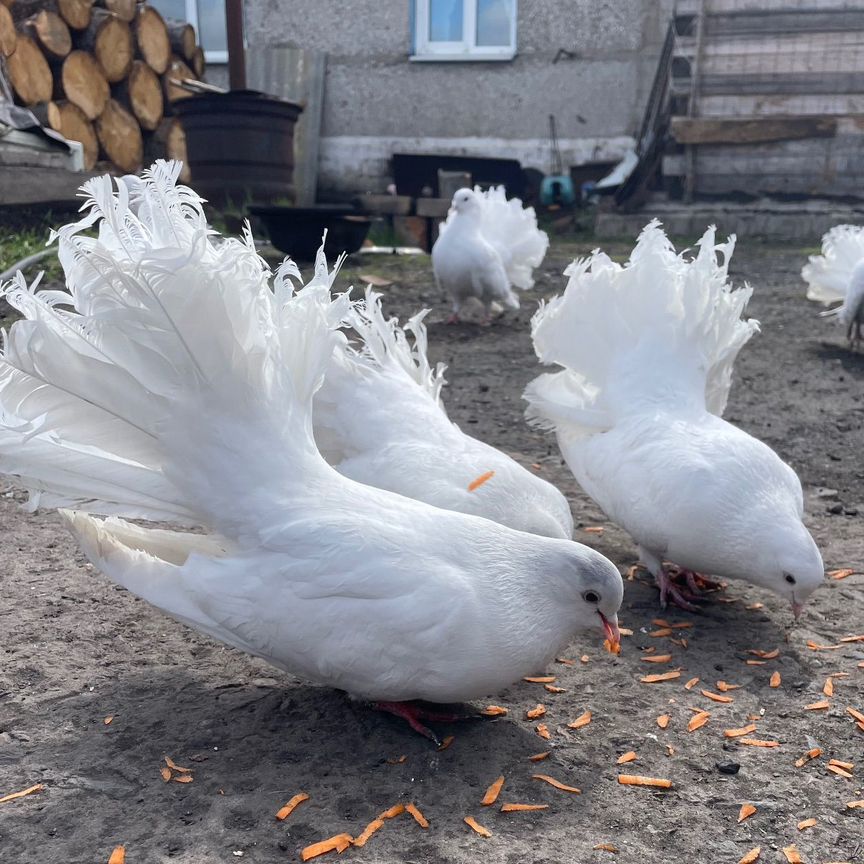 Голуби павлины