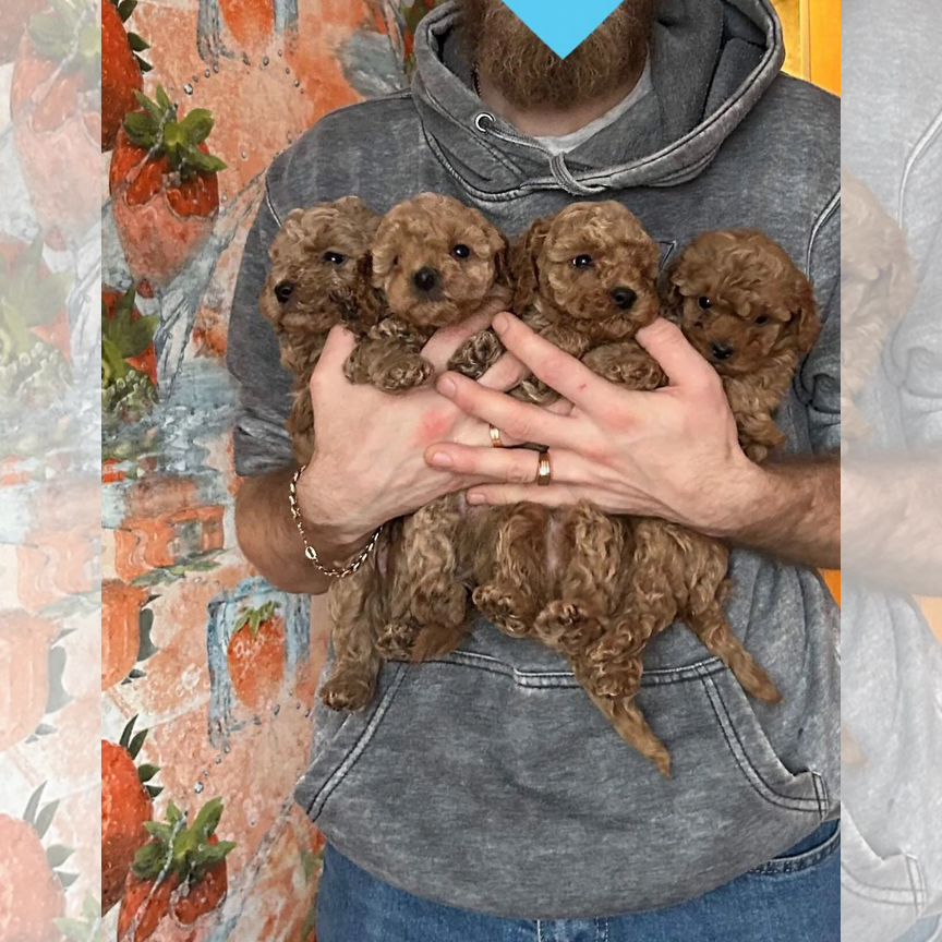 Пудель, щенок