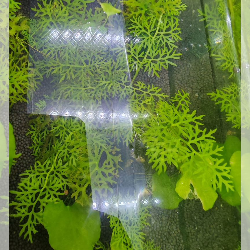 Отдам аквариумное растение