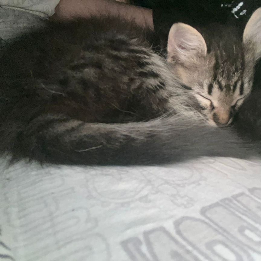 Отдам котенка в добрые руки