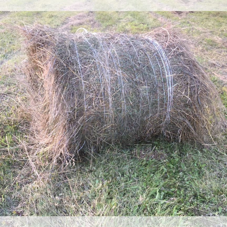 Продам сено в рулонах свежий укос