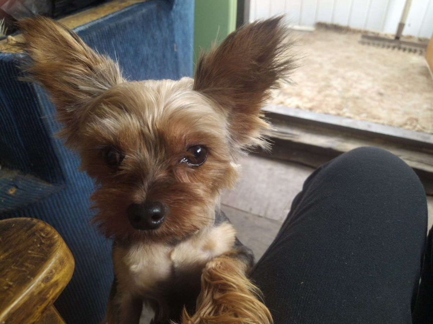 Йоркширский терьер(мини)жених Гоша