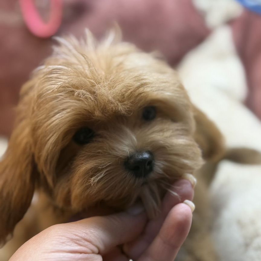 Мальтипу, щенок