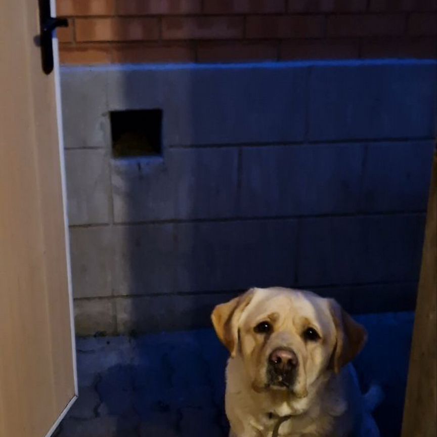 Потерялся лабрадор