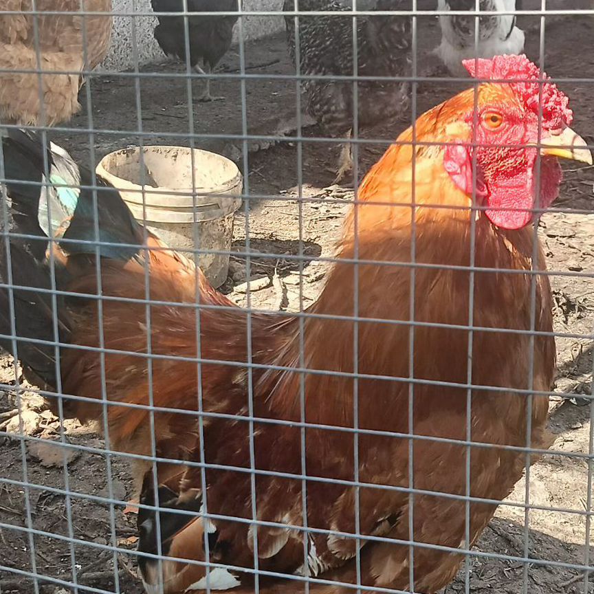 Петух молодой домашний