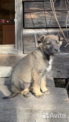 Собаки щенки. Собака в добрые руки. Щенок