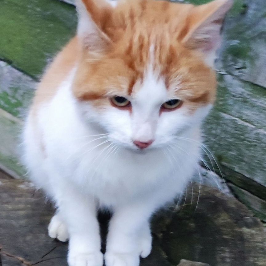 Котятенок в добрые руки