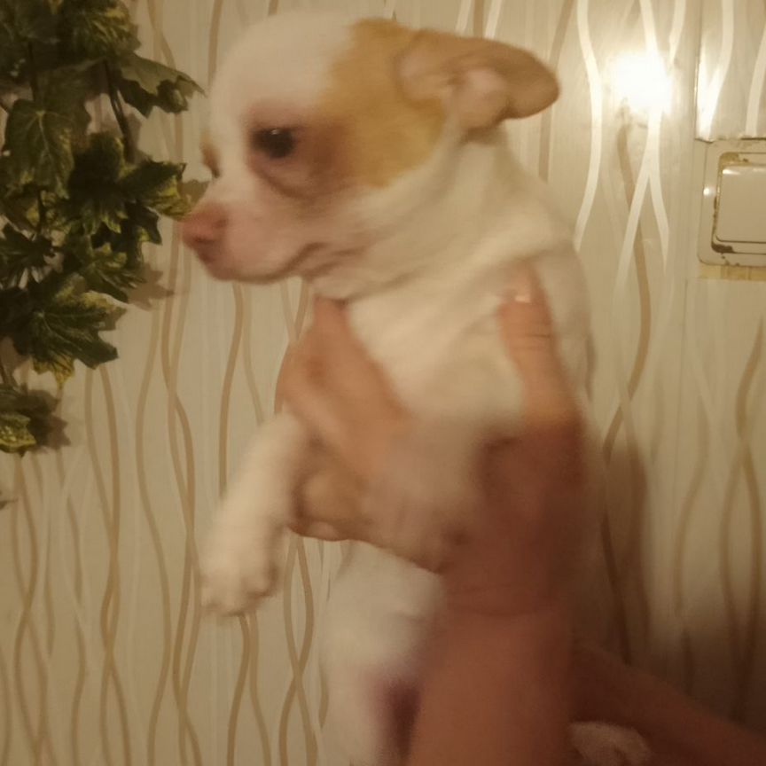 Чихуахуа, щенок