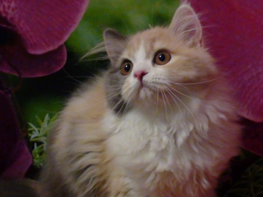 Цветная лисичка