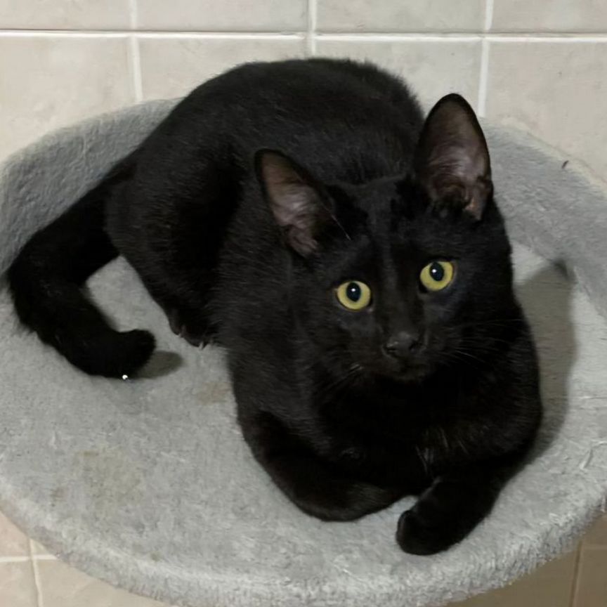 Черный котенок ищет дом