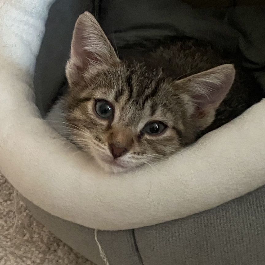 Котёнок в добрые руки