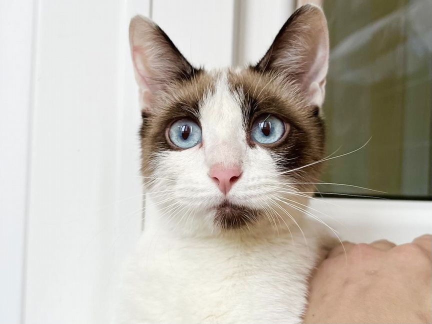 Котенок голубоглазка Окси в добрые руки