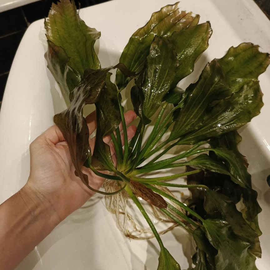 Эхинодорус Райнерс Китти маточник