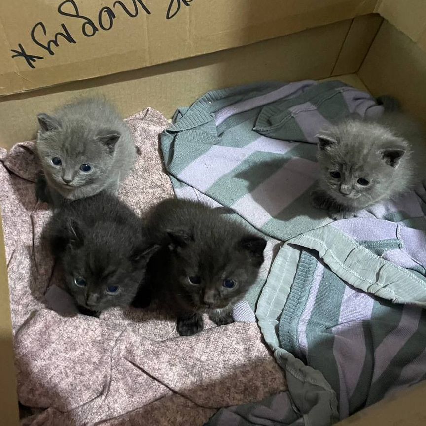 Котята в добрые руки даром бесплатно