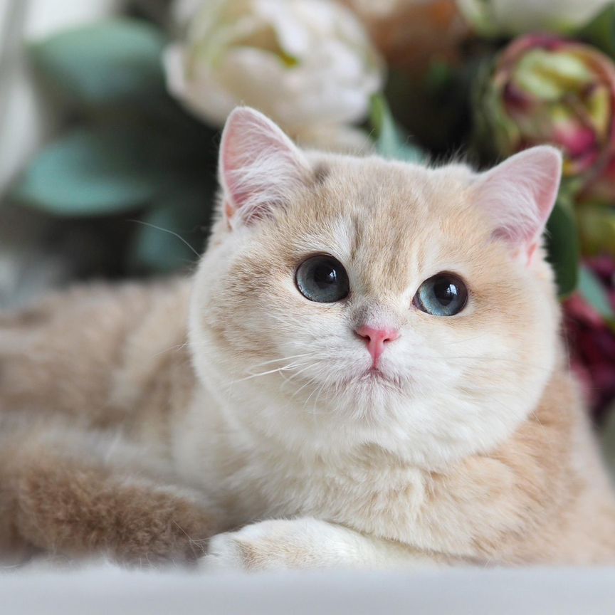 Британская кошечка Ханна