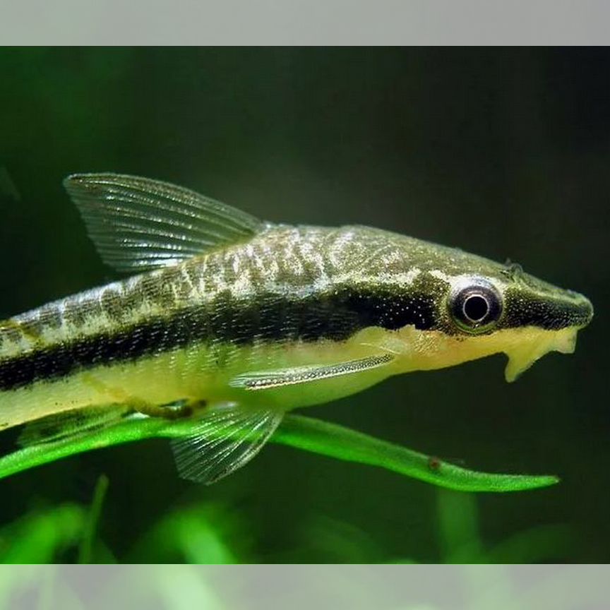 Приобрету рыбок в обмен на креветок