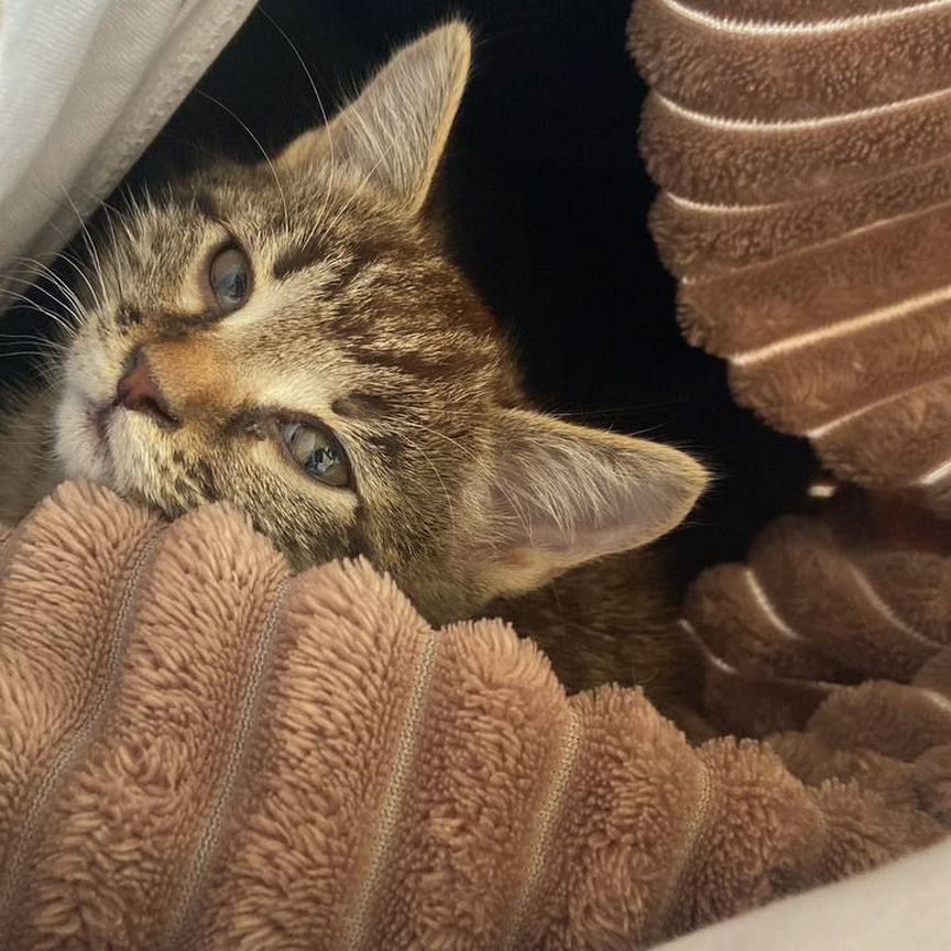 Отдам котенка в добрые руки