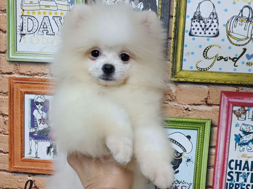 Шпиц.девчуля