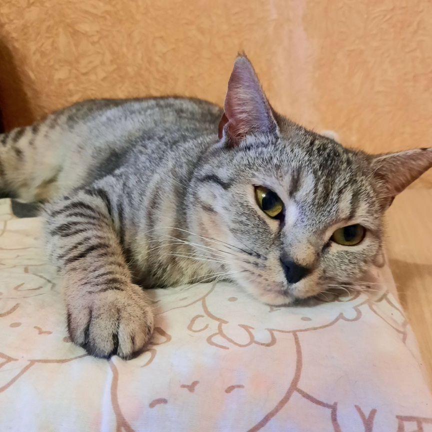 Кошка Даша