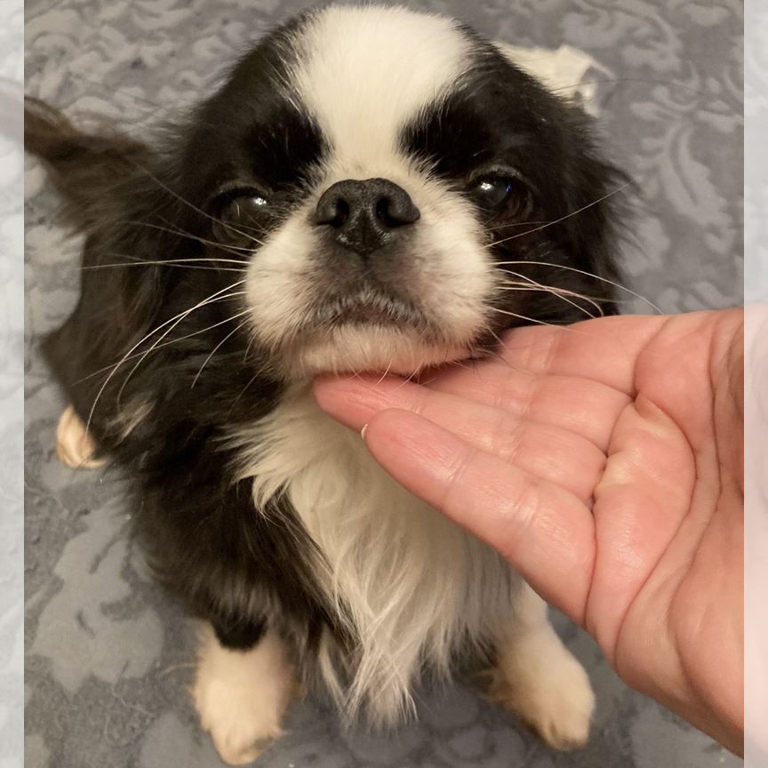 Чихуахуа, взрослый пёс