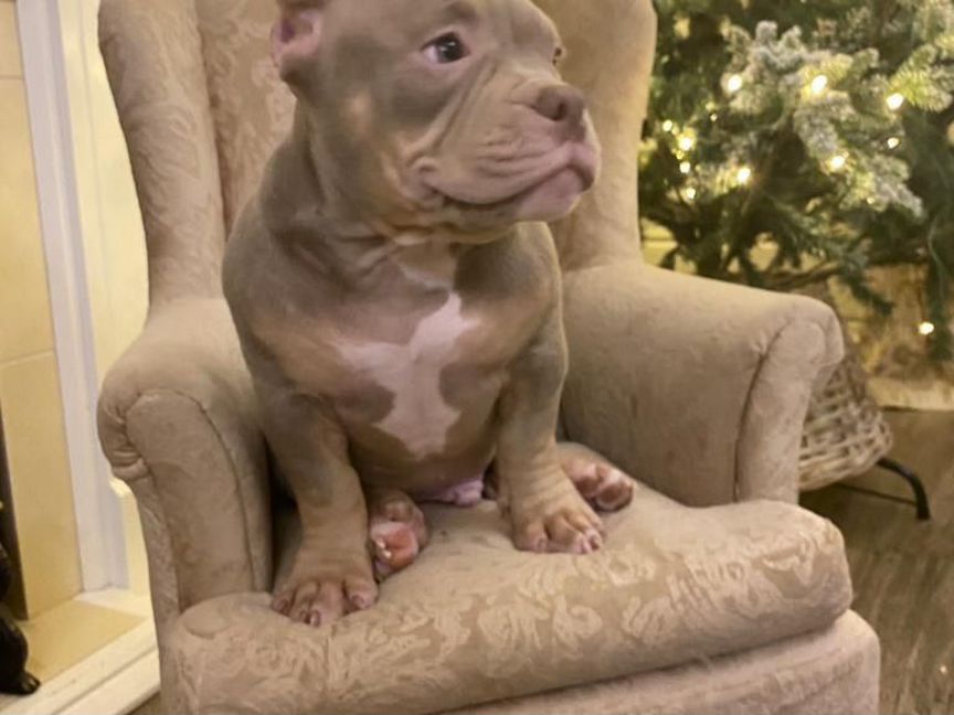 Американский булли щенок