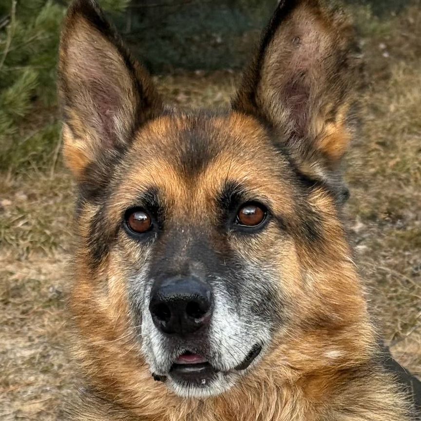 Немецкая овчарка, взрослый пёс