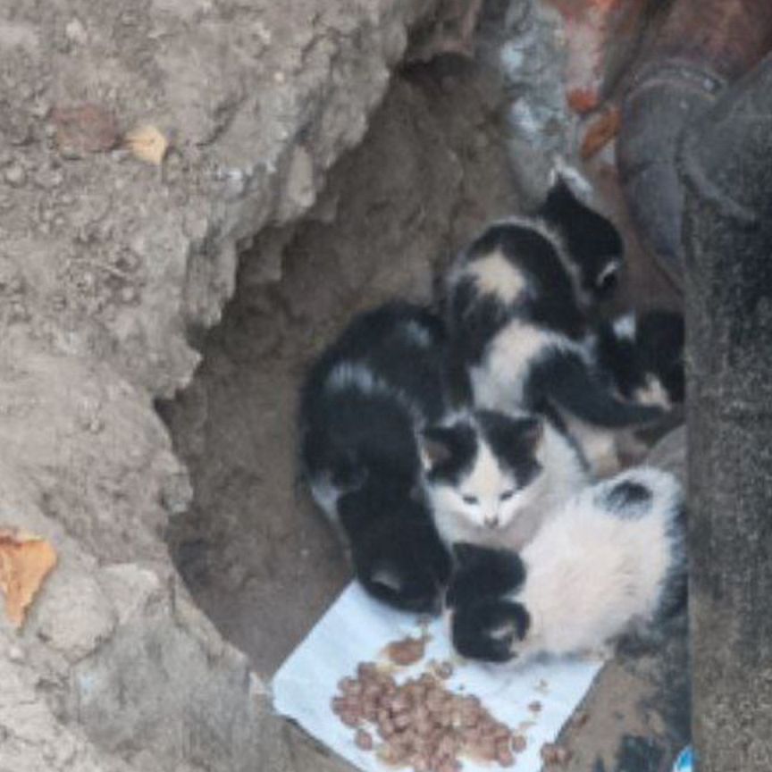Котята 1,5 месяца на улице