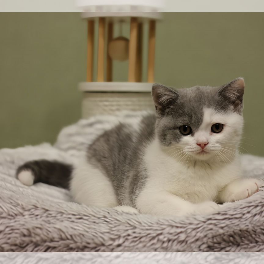 Британский короткошёрстный котёнок